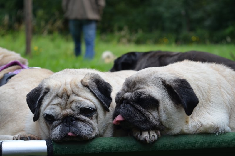 Mops Steckbrief: Mini Maus / Golden Girls – Mops Engel e.V.