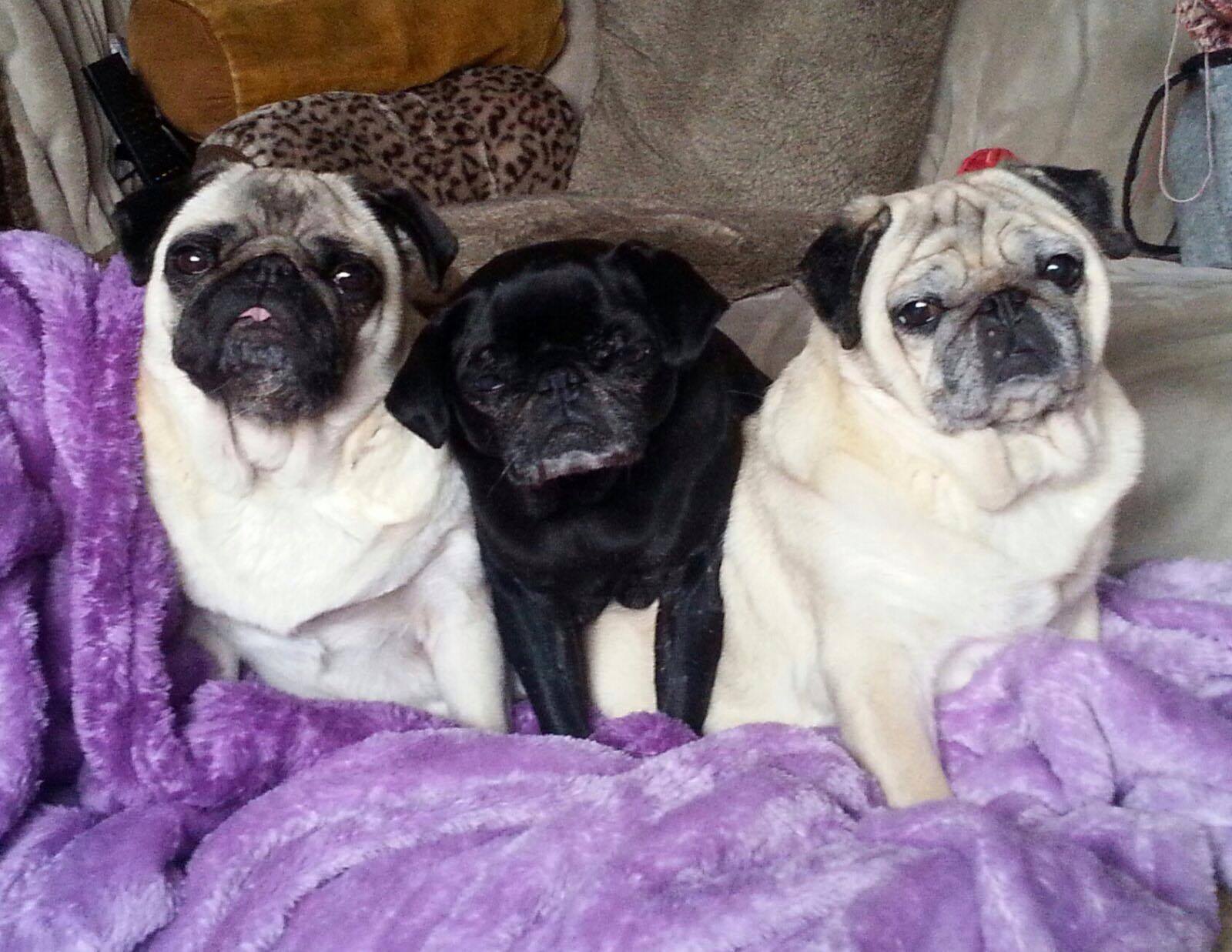 Mops Steckbrief: Mini Maus / Golden Girls – Mops Engel e.V.