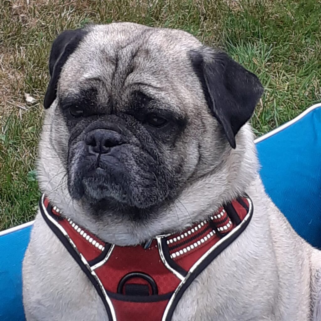 Mops Mix Steckbrief: Railey – Mops Engel e.V.