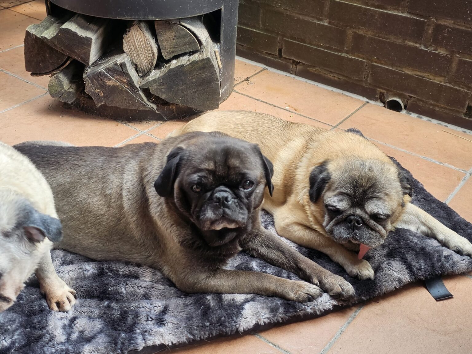 Mops Steckbrief: Ilona/Bienchen – Mops Engel e.V.